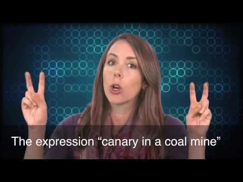 English in a Minute: Canary in a Coal Mine