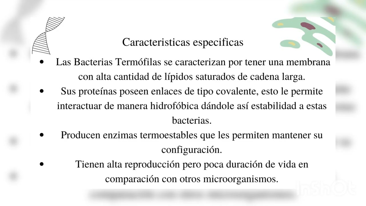 Microclase: Bacterias Termófilas.
