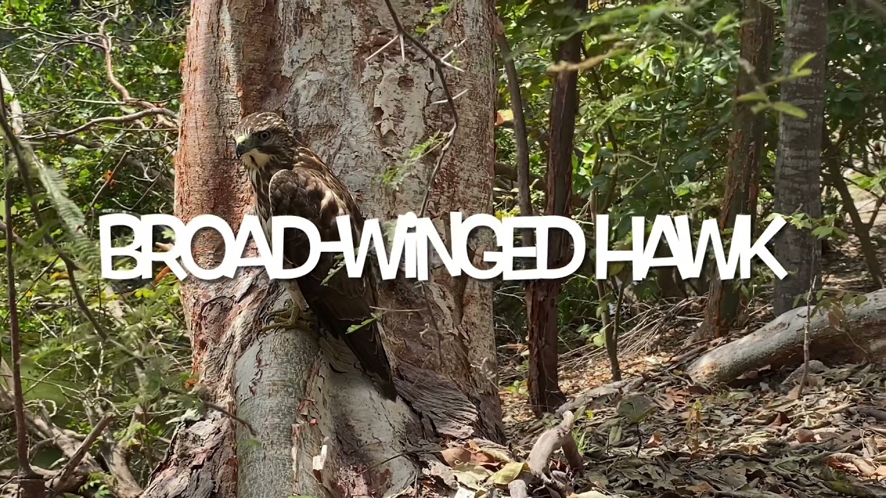 A tame Broad-winged Hawk