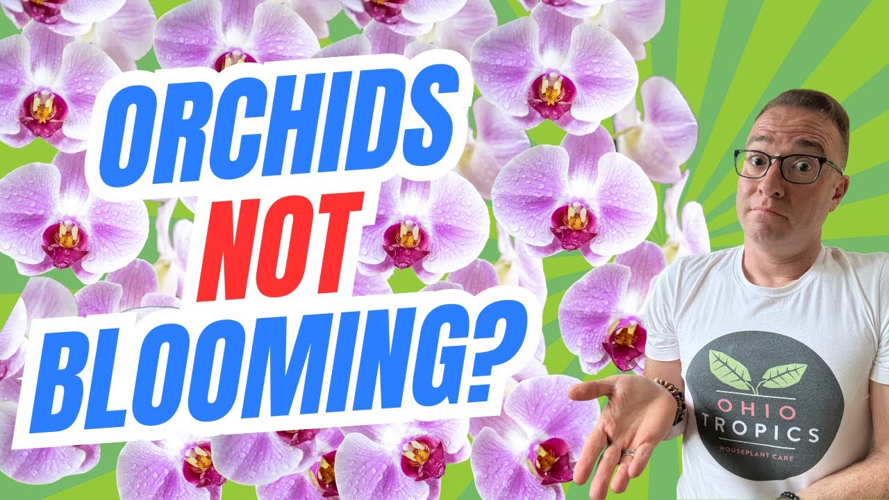 Orchids Aren't Blooming? Here's Why