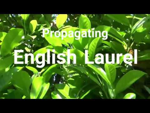 Propagating English Laurel - Growing From Cuttings