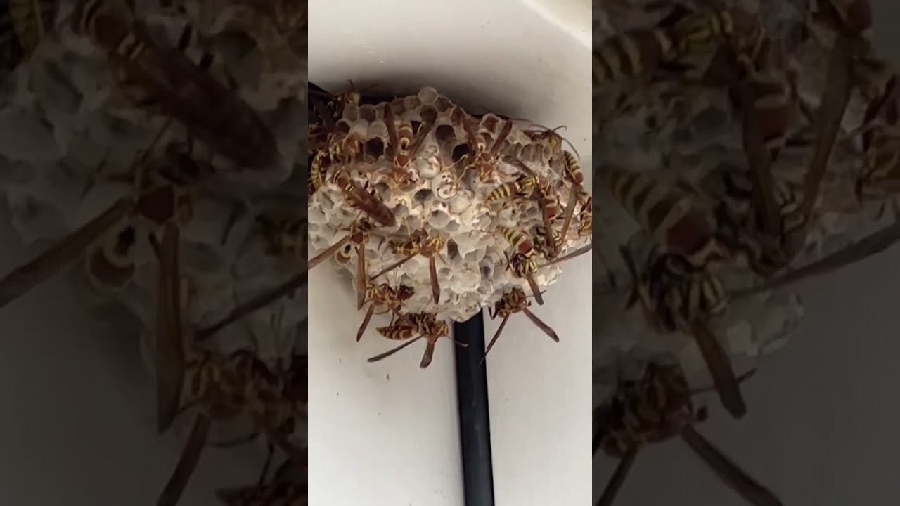 Ants attack Paper Wasp Nest #animals