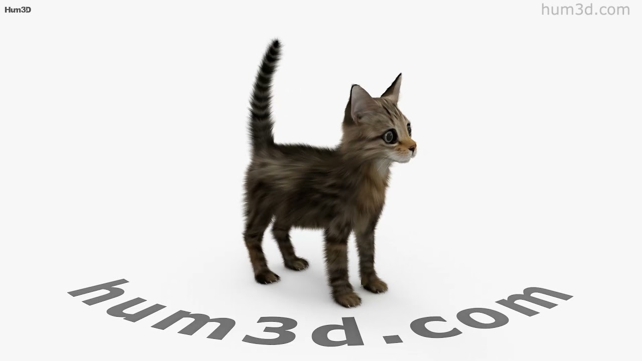 Kitten 3D model by 3DModels.org