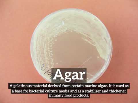 How Does Agar Look? | What is Agar? | How to Say Agar in English?
