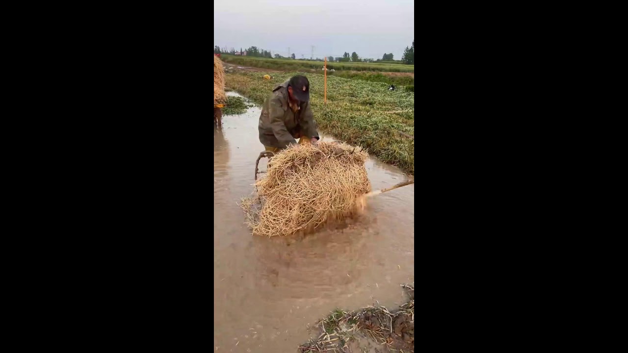 Harvesting Vegetables Live