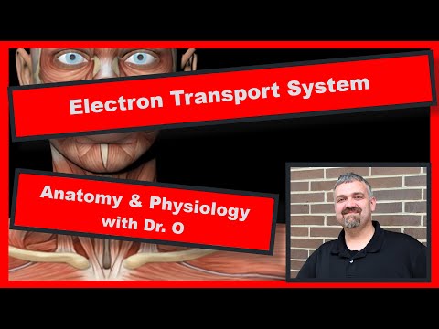 Electron Transport System: Anatomy and Physiology