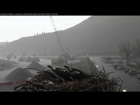 Hail hurts! – Why Evolution Is True