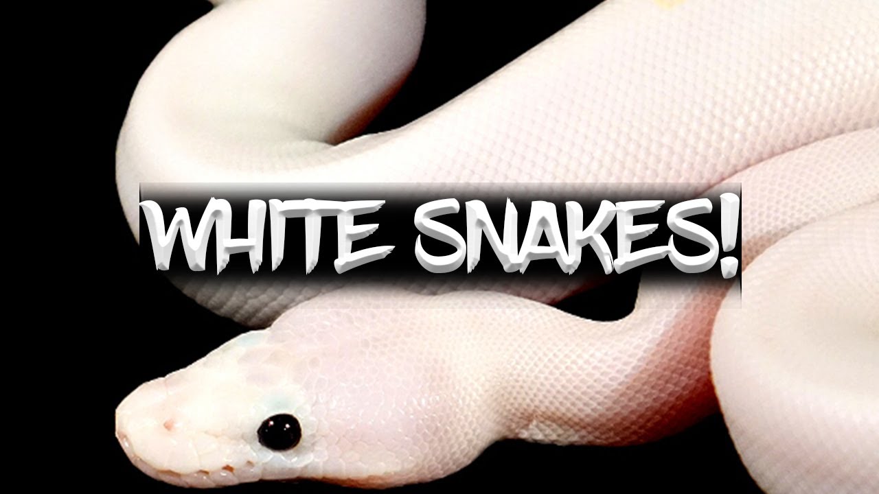 38 Ways to Make a White Ball Python!