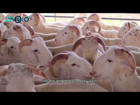 Ad Libitum Feeding Mode for Fattening Sheep.#tiktok #animals #CPBIO
