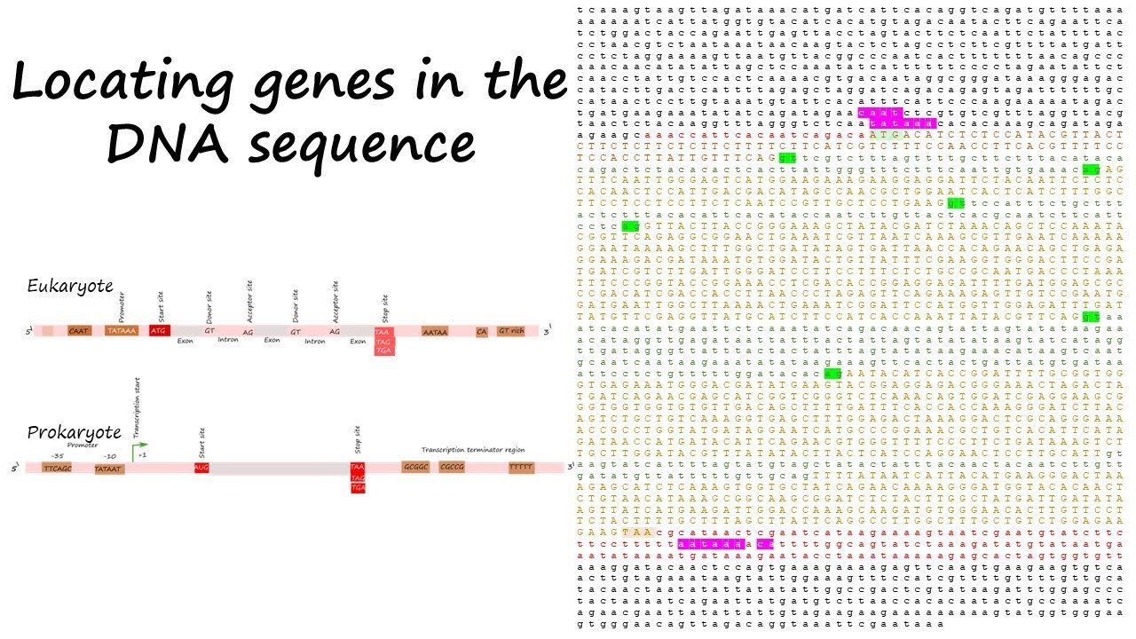 Gene prediction from DNA sequences, Tutorial