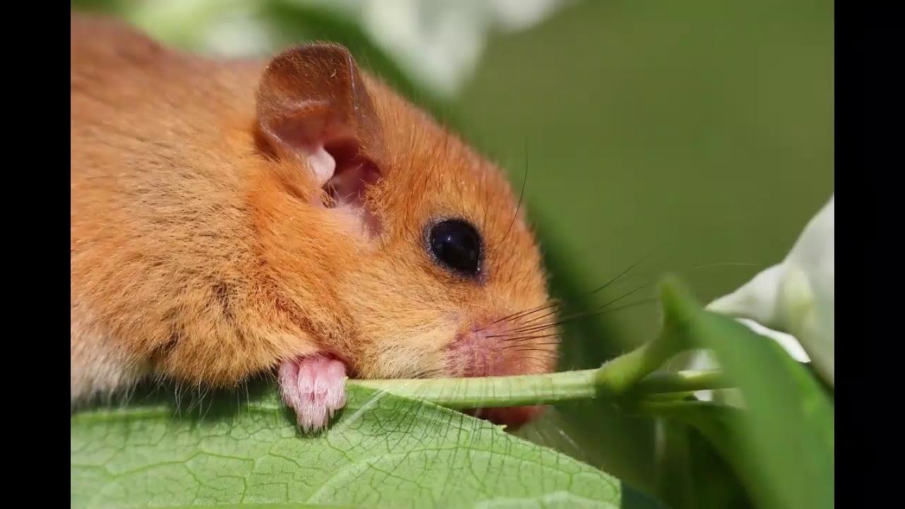 Dormouse Facts  Interesting Facts about Dormouse