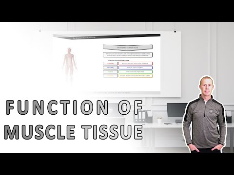 The function of skeletal muscle