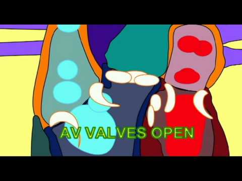 AP2 EXAM 1: HEART: FUNCTION OF HEART VALVES.avi