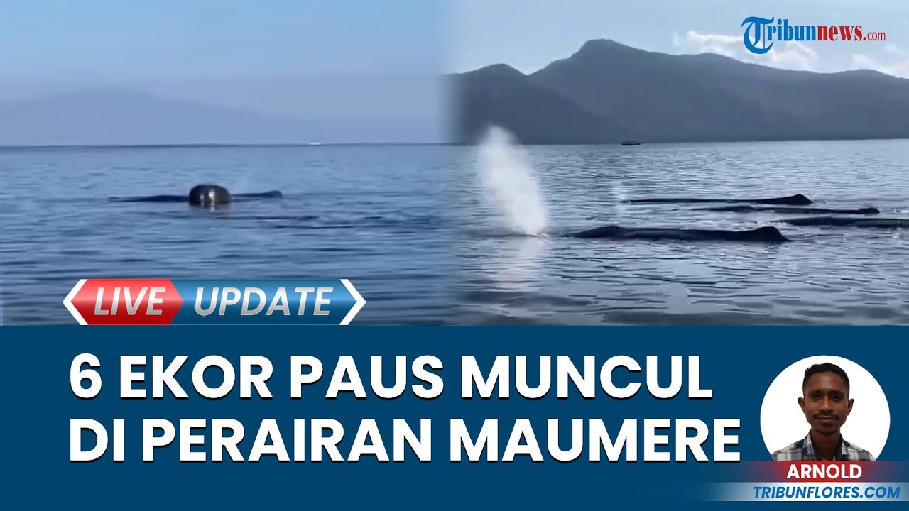 Geger 6 Ekor Paus Muncul di Perairan Maumere Sikka, Diver & Nelayan ... Geger 6 Ekor Paus Muncul di Perairan Maumere Sikka, Diver & Nelayan ...