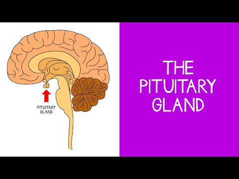 5.3 Endocrine: The Pituitary Gland