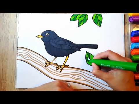 How to Draw a Blackbird Step by Step – I'm Youtuber – Follow my videos ...