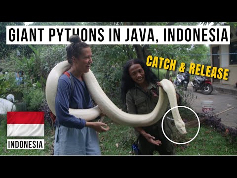 Catch & Release WILD PYTHONS In JAVA, Indonesia! (SO BIG)