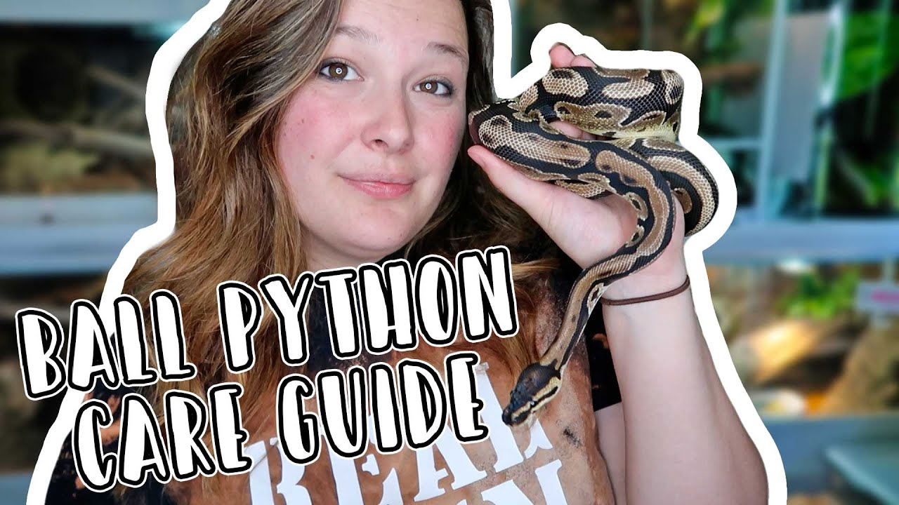 Ball Pythons 101: The Basic Ball Python Care Guide (2024)