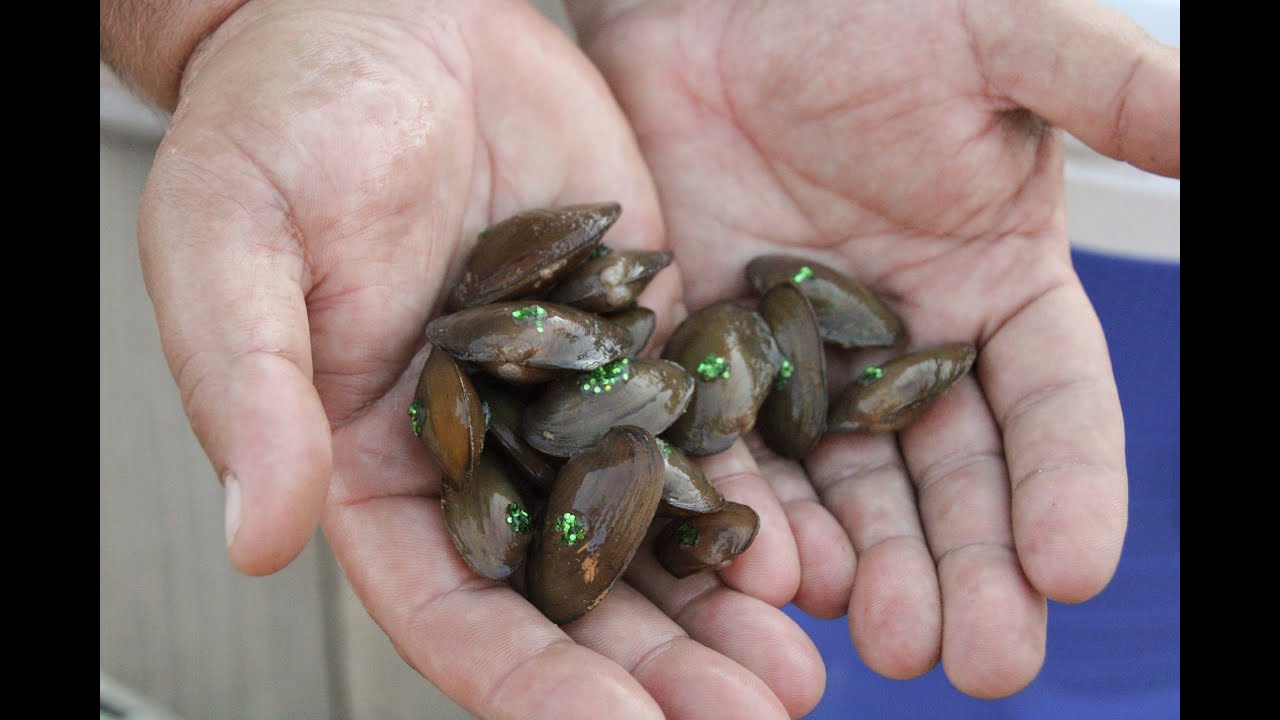 Freshwater Mussel Reintroduction - Director's Cut