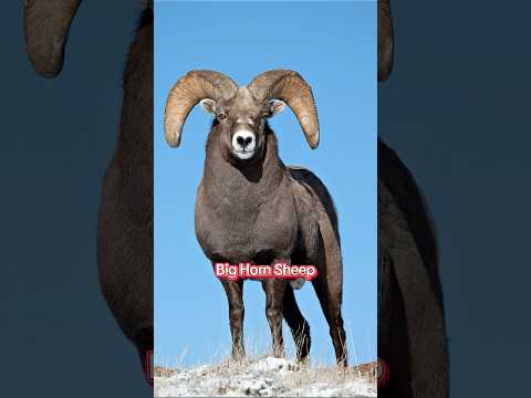 Planet Zoo DLC ideas! Mountain Pack #planetzoo #shorts #fyp
