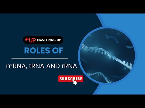 The Roles of mRNA, tRNA, and rRNA | #37