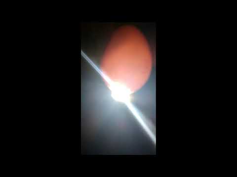 Candling Eggs:Day 1 to day 21