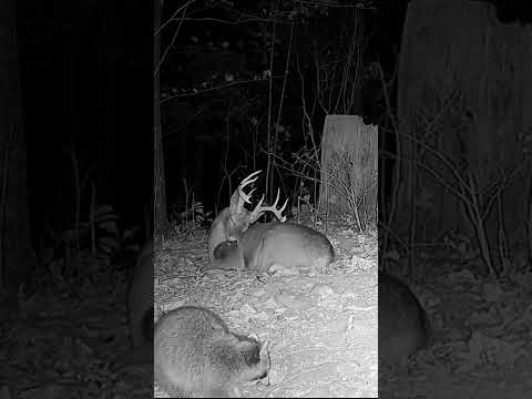 BUCK can't stay awake!!...#shorts #shortvideo #short #deerhunting #kentucky #deer #bucks #hunting