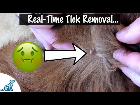 How To Take A Tick Off Your Dog