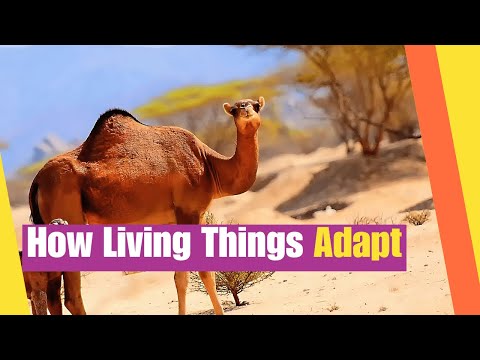 How Living Things Adapt| Learn how living things change and adjust to survive