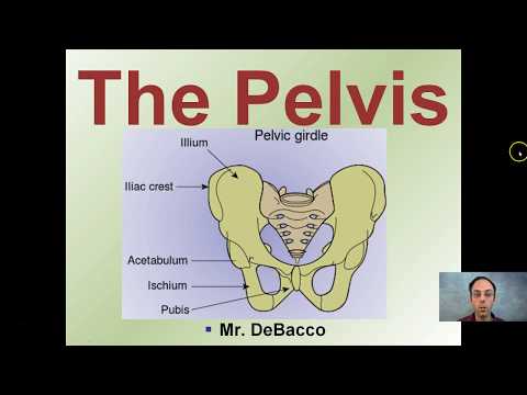 The Pelvis