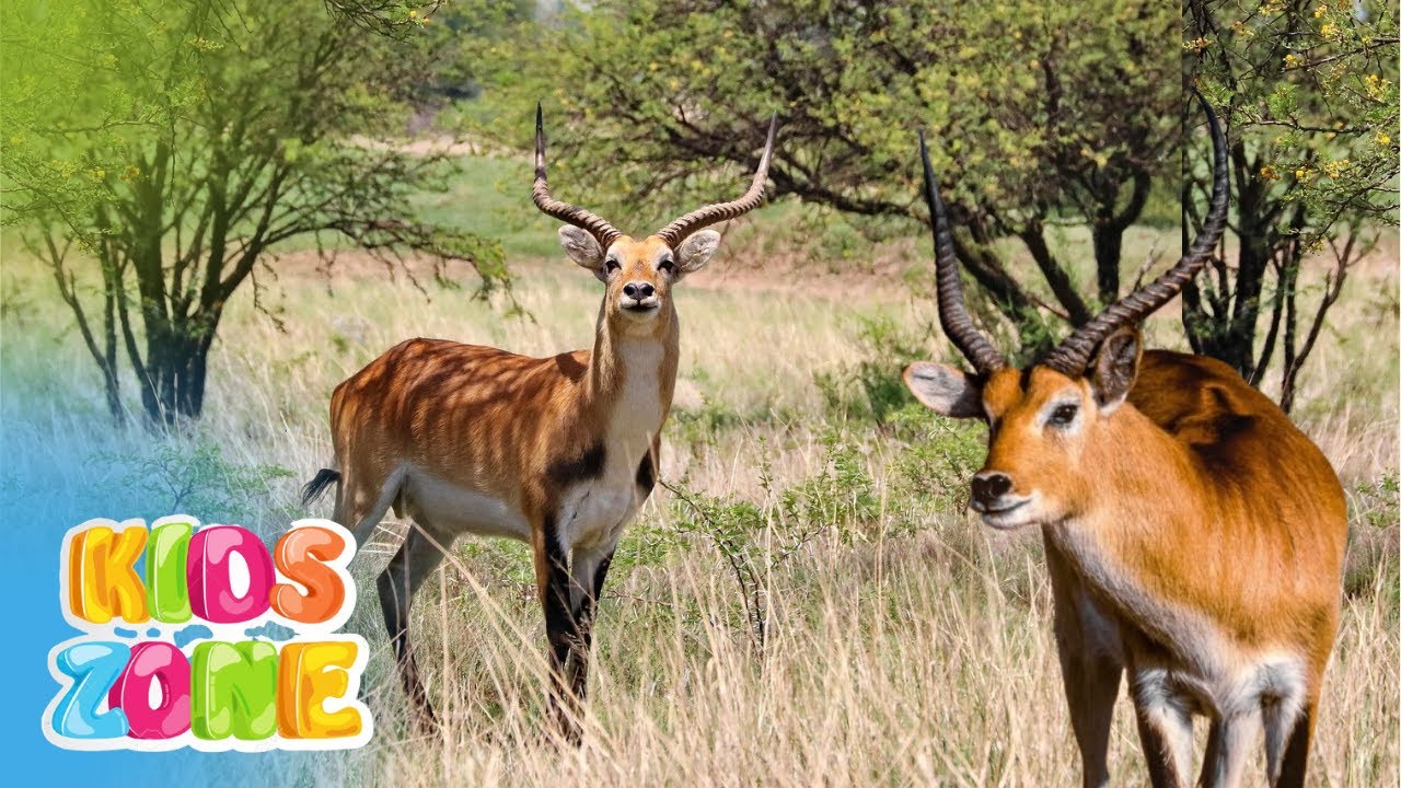 Different Antelope Types For Kids |  8 groups of Antelope Species | antelopes Family For Kids