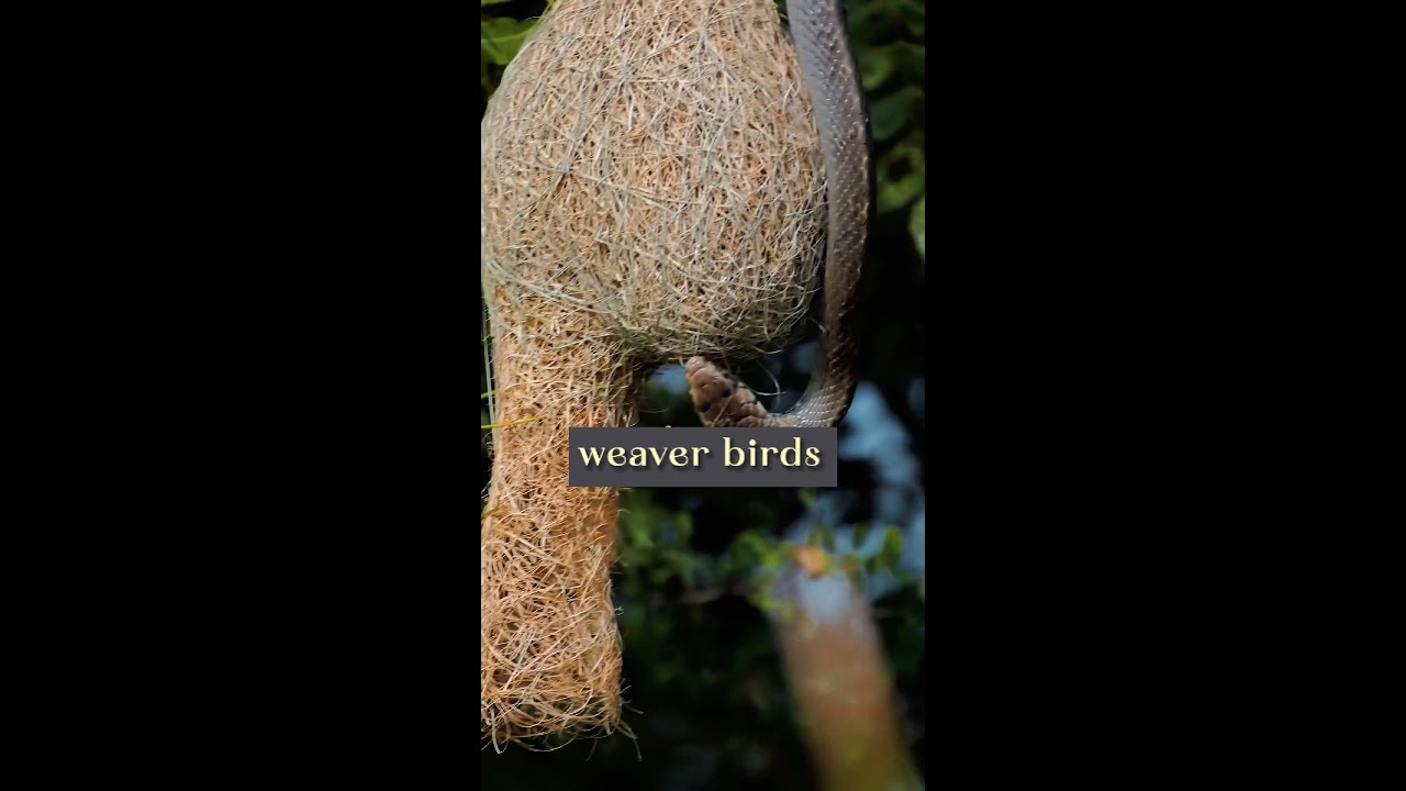 Weaver Bird's Ingenious Nest: Snake-Proof Design!🐦 🐍 🌳 #discoverearth #travel