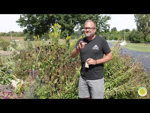 Collecting Seeds from Native Plants | Anise Hyssop