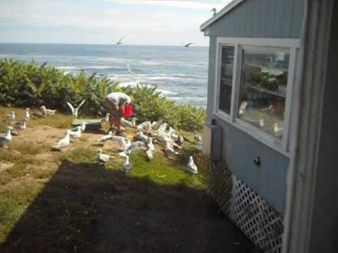Feeding the Gulls at the Seagull Shop