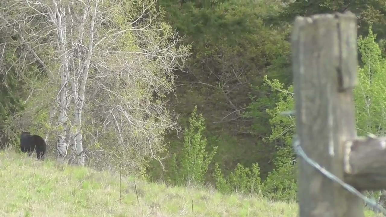 Calling BC Black Bear With Predator Call