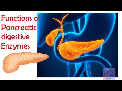 Pancreatic digestive enzymes & their functions-Medicine basics simplified