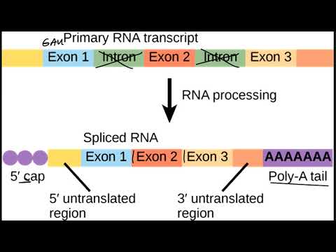 Biology 1408 Exam 3 Review: Transcription, Translation, and Genetics
