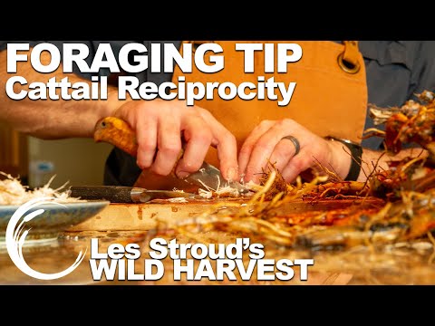 Wild Harvest Foraging Tip | Episode 8 | Cattail Reciprocity | Les Stroud