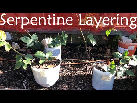 How to Serpentine Layer Blackberry Plants – SteveShoemake
