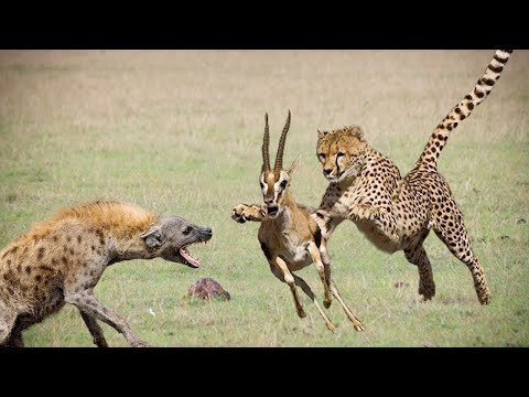 Top 10 Fastest Land Animals In The World