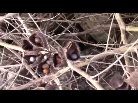 Caesalpinia Crista Seed - Fever Nut Seed Latest Price, Manufacturers ...