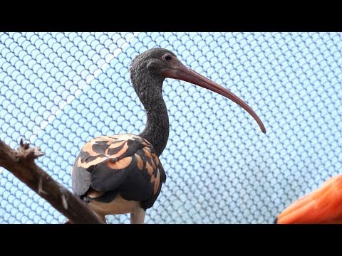 Young Scarlet Red Ibis