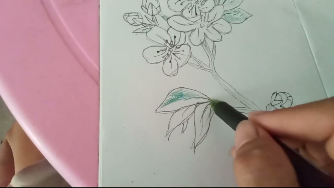 Let's Draw Cherry Blossom 🌸 ( Tutorial on DA )