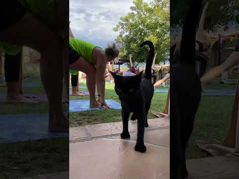 What is Barnyard Yoga? 🦙🐑🧘♀️🐴🐎❤️