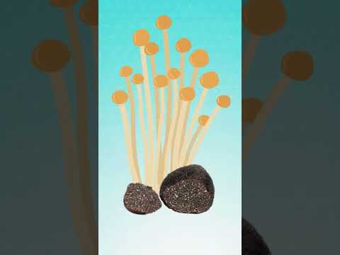 What is Truffle?