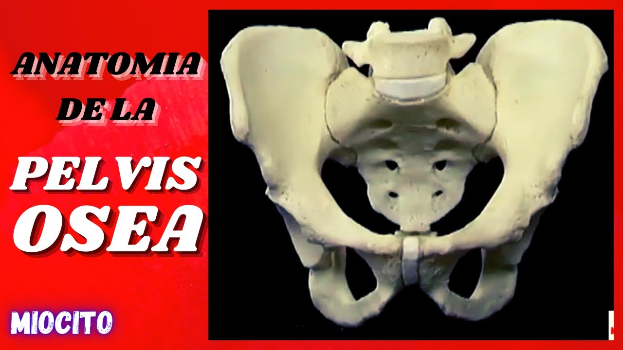 ♐ Pelvis Osea - ANATOMÍA HUMANA 🎓