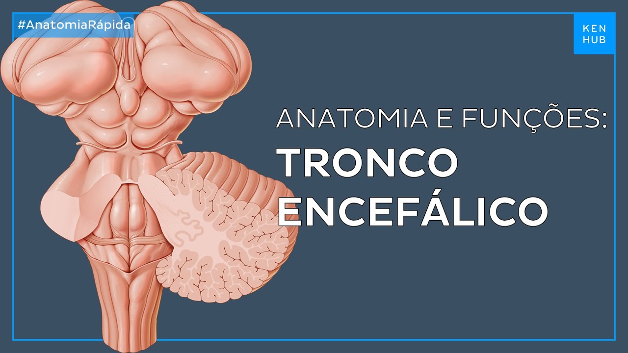 Tronco encefálico: Anatomia e funções - Neuroanatomia Fácil | Kenhub