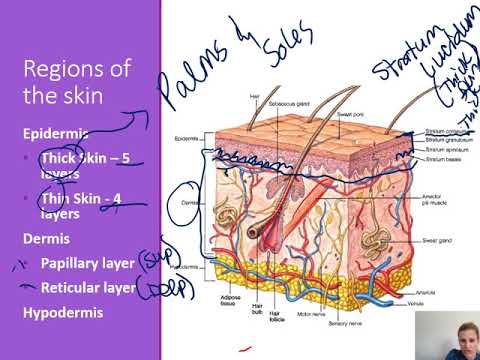 API Chapter 7 Lab Layers of the Skin