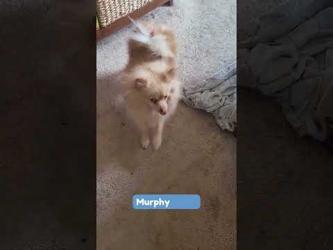 Yoga Time! #shorts #pomeranians #cutedogs #aboutpoms #funnydogs #ilovemydogs