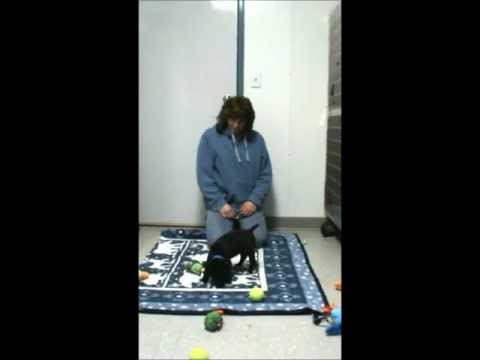 ADOPTED - thank you! PUPPIES - DASHER